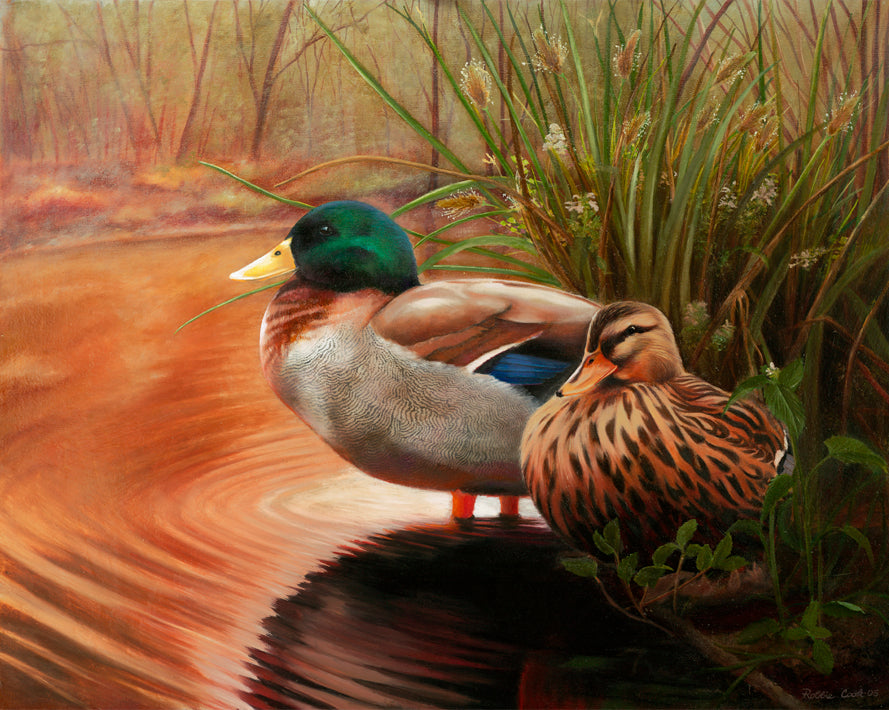 Mallard Duck Drawings Mallard Duck Illustration With Vibrant Plumage,